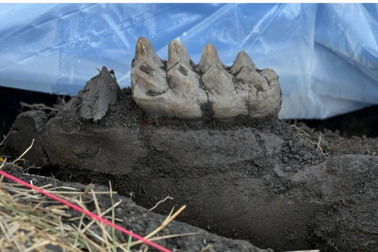 Immaculately Preserved Saber-Tooth Cat Cub Found in Siberian Permafrost