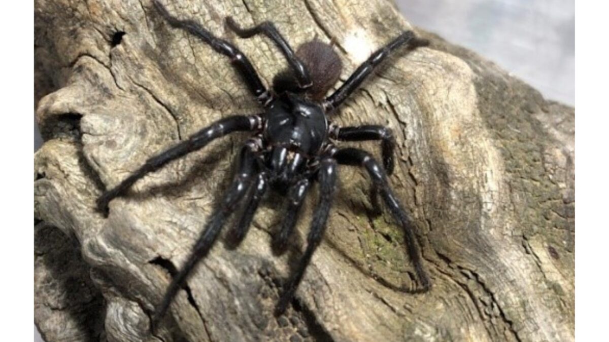 Yikes! World’s Deadliest Spider Is Actually 3 Different Species