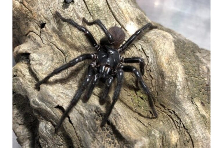 Yikes! World’s Deadliest Spider Is Actually 3 Different Species