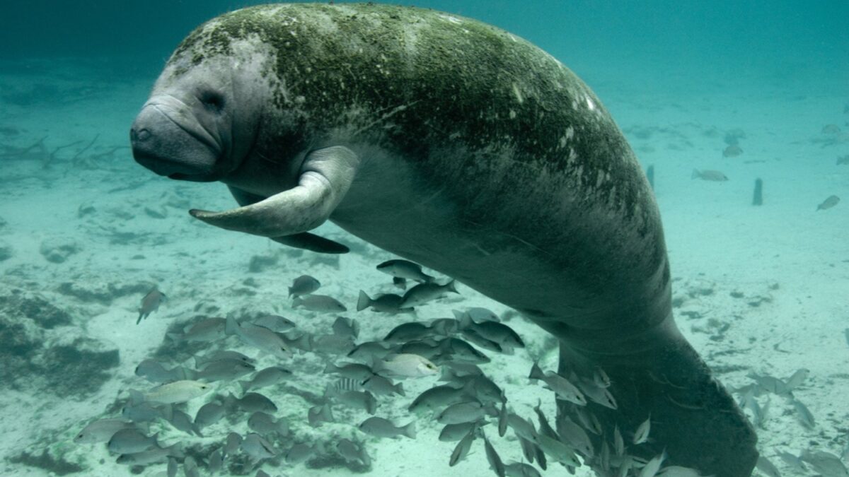 Tired of Florida Cold, Manatees Post Up in Power Plant Discharge