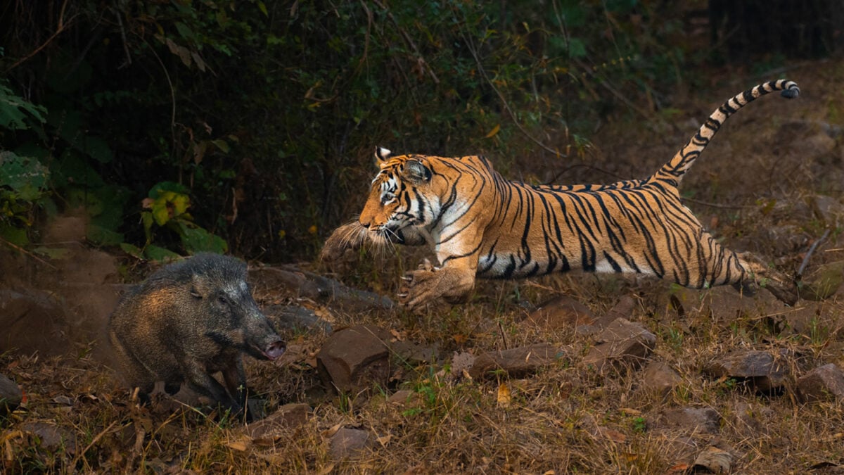 Winning Nature Photographs Capture the Gripping Intensity of Animal Life