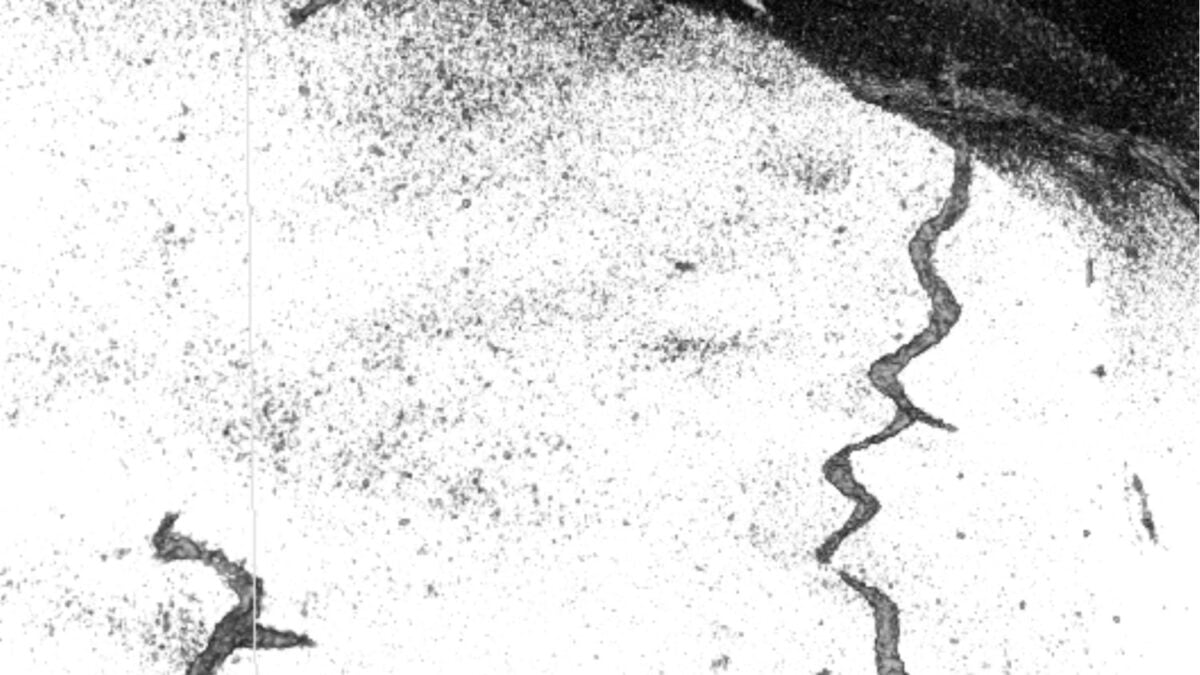 Deep-Sea Creatures Are Crafting Their Own Worlds Beneath the Ocean ...
