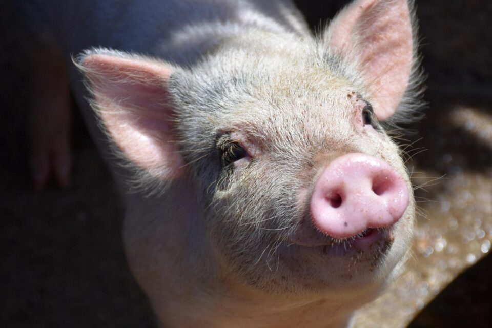 In a First, a Human Breathed Using an Implanted Pig Lung
