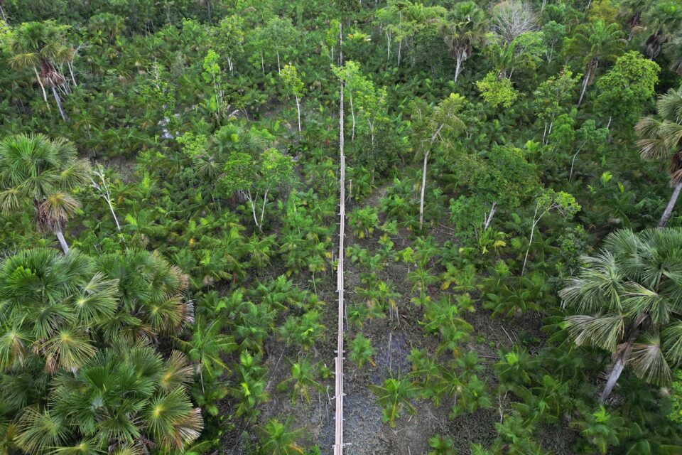 Brazil Clears 8 Miles of Amazon Rainforest to Make Space for UN Climate ...