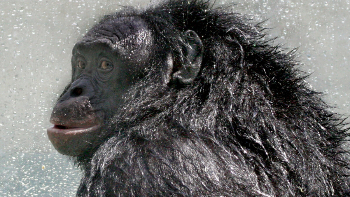 RIP Kanzi, the Bonobo Who Mastered Language and Minecraft