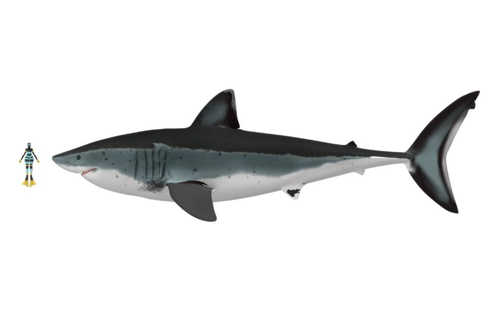 Some Megalodons Reached 80 Feet—But They Weren’t Built Like Great ...