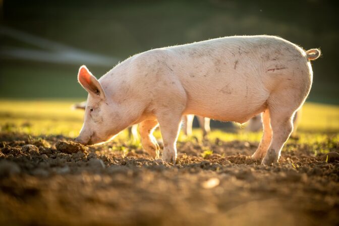 In a First, a Human Breathed Using an Implanted Pig Lung