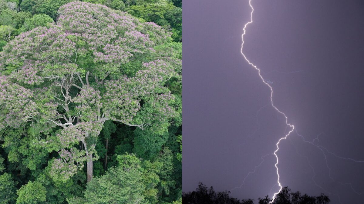 Struck by Lightning? This Tree Kinda Likes it