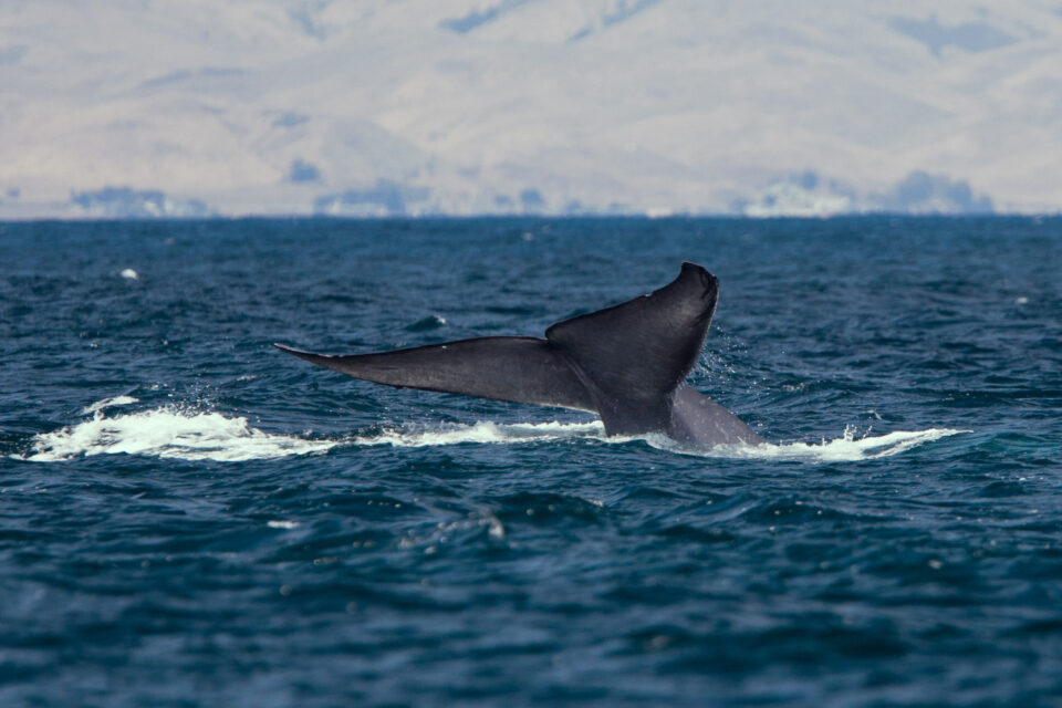 Tourists Watch in Horror as 60 Orcas Rip Apart Endangered Blue Whale