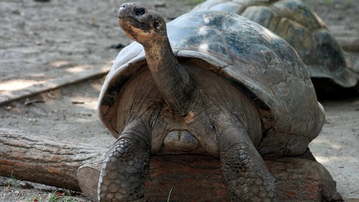 Critically Endangered Tortoise Is a First-Time Mom at Nearly 100 Years Old