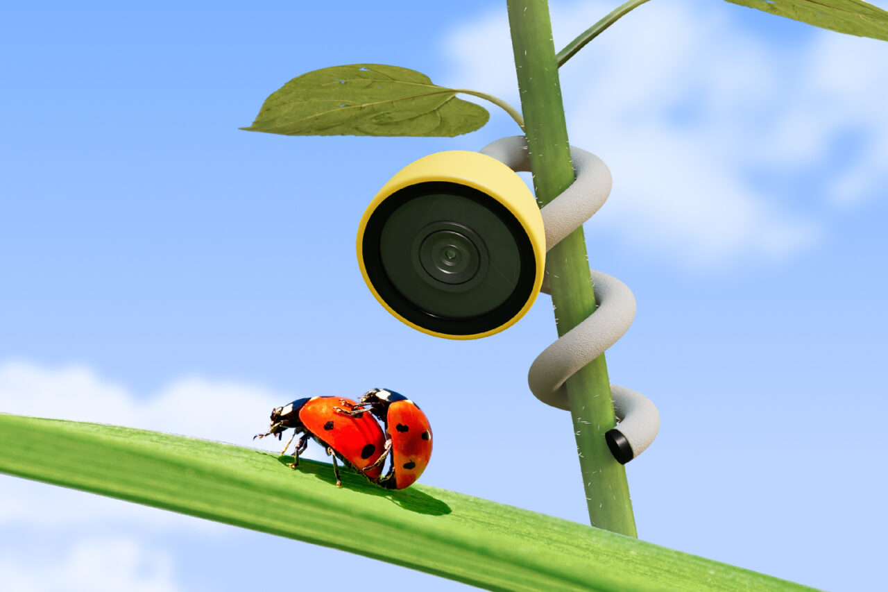 Bird Buddy 's Wonder Blocks isn't just for bird,it's saving pollinators!