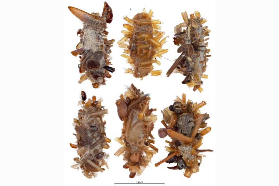 New Caterpillar Found in Hawaii Wears Dead Bugs and Lives With Spiders