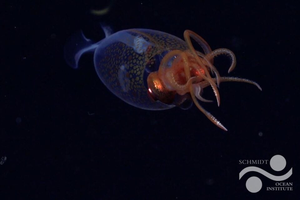 Colossal Squid Finally Caught on Camera in the Deep Ocean