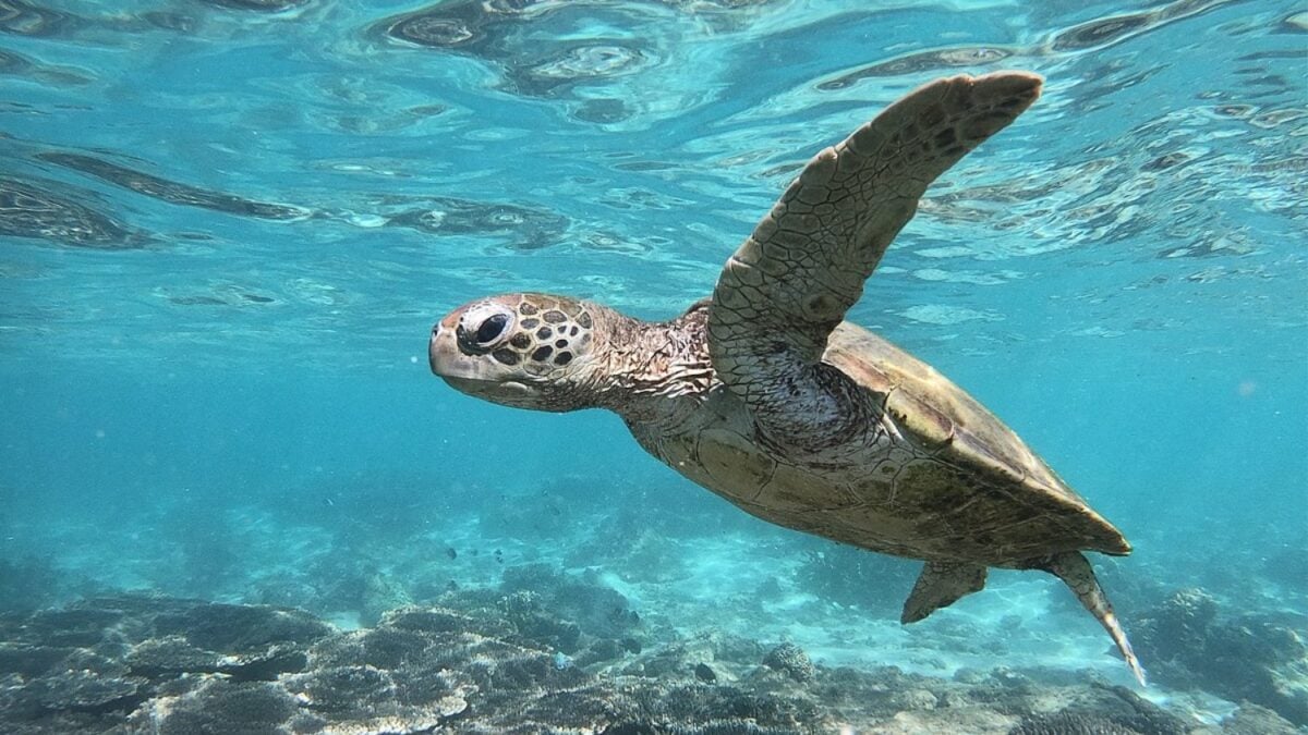 Good News! Endangered Sea Turtle Populations May Be Recovering