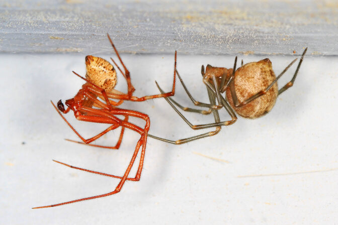 Biologists Engineer Spiders to Spin Glowing Red Silk