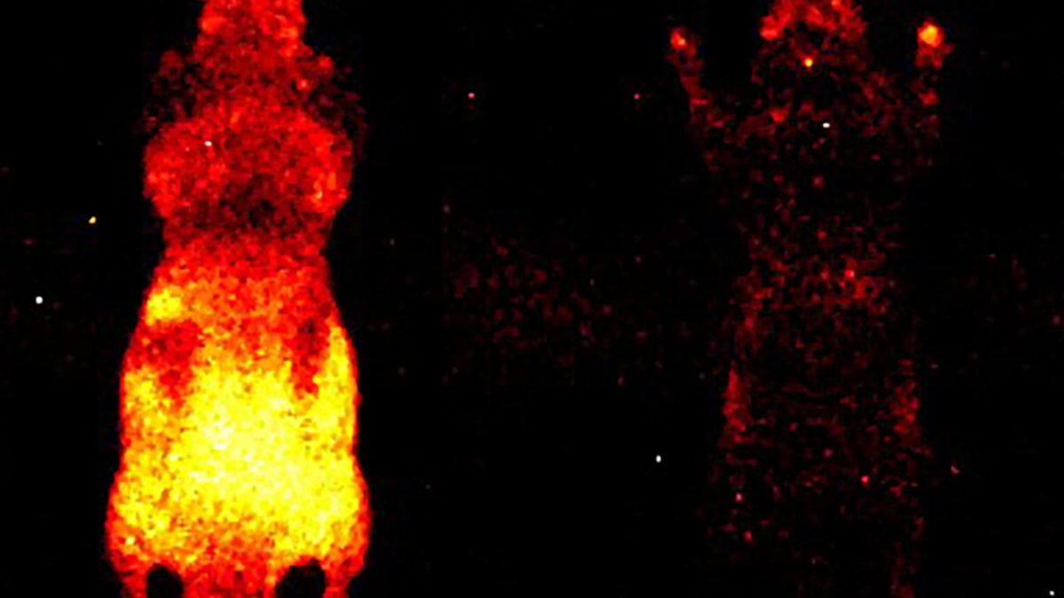 Living Creatures Cast a Faint Aura That Stops at Death, Study Suggests