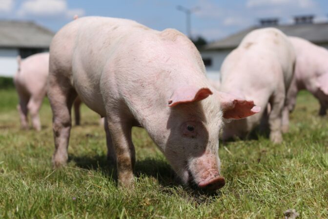 The FDA Just Approved CRISPR-Edited Pigs for the Dinner Table