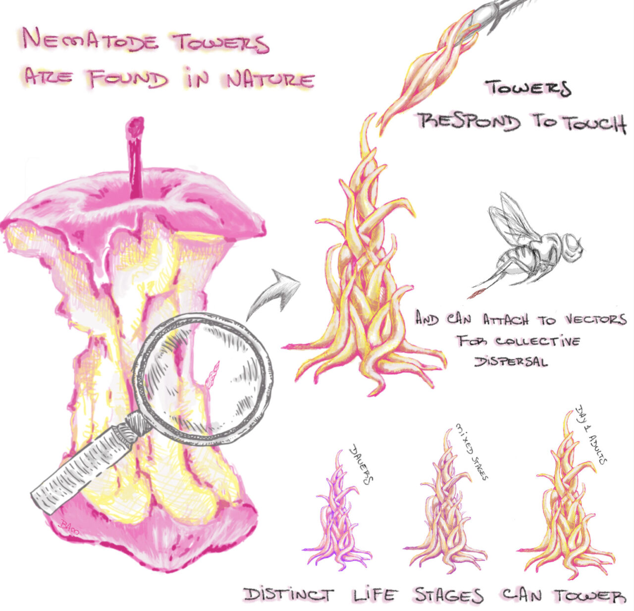 Worms Caught Building Flesh Towers in the Wild