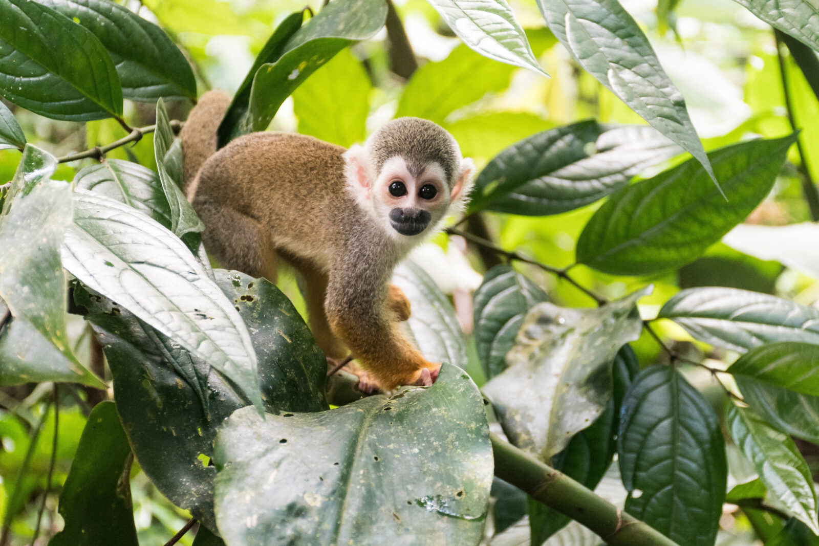 Feds Suspiciously Revive the Name 'Monkeypox' After Dropping It in 2022