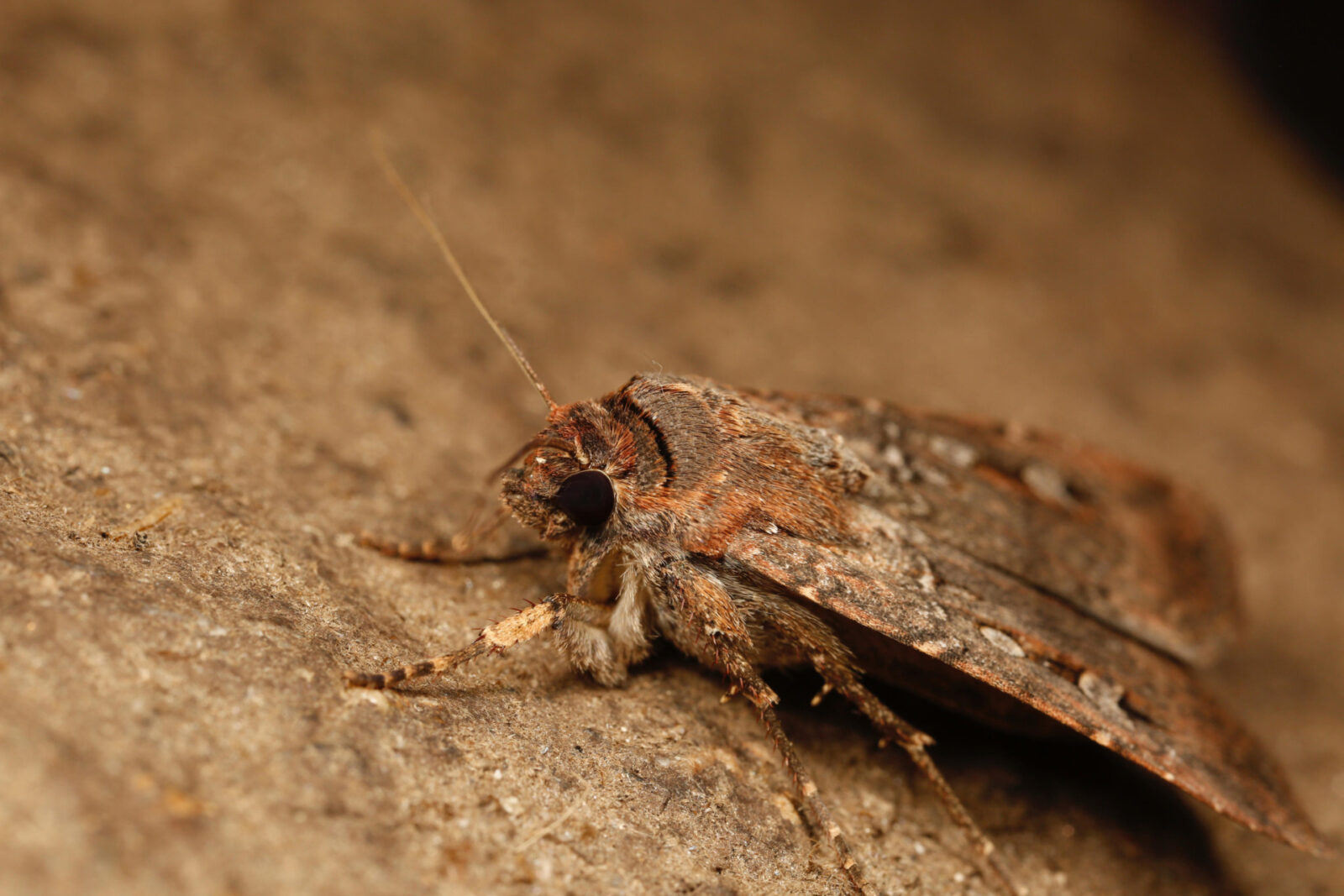 Bogong Moths Are First Bugs Known to Use Stars for Long-Distance Travel