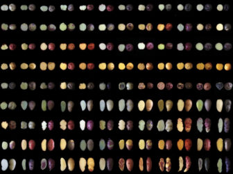 Potatoes Evolved From Tomatoes, Study Reveals
