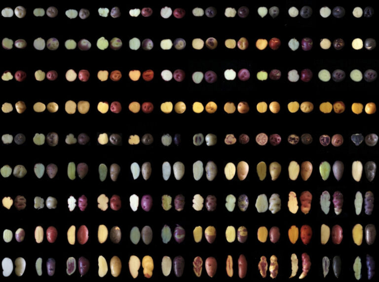 Potatoes Evolved From Tomatoes, Study Reveals