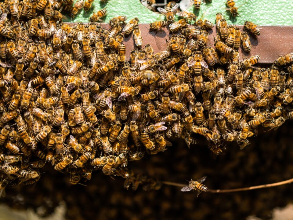 'Killer Bee' Swarm Spotted Near Georgia, Raising Alarms
