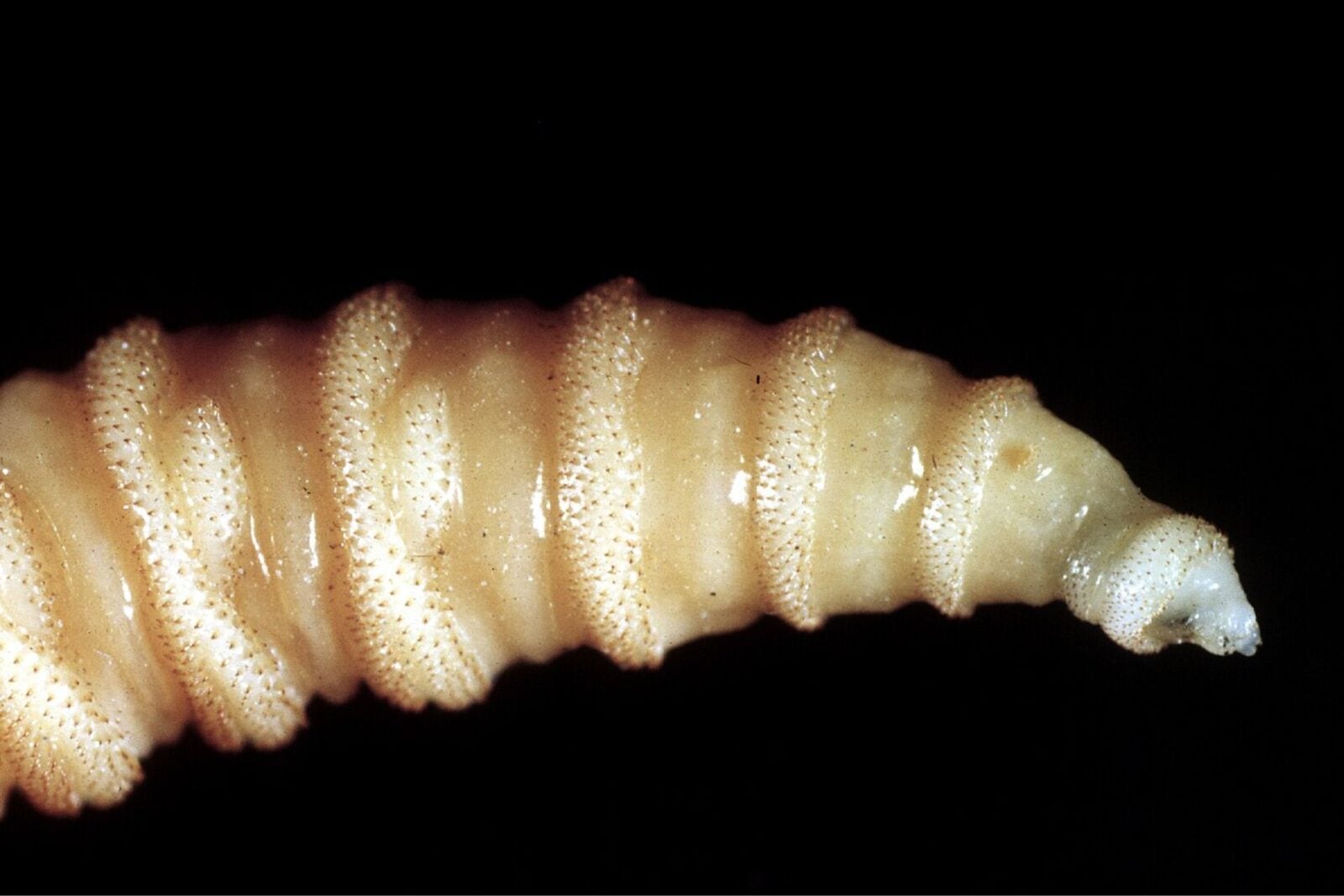 U.S. to Dump Billions of Flies From Planes to Fight 'Man-Eater' Maggots