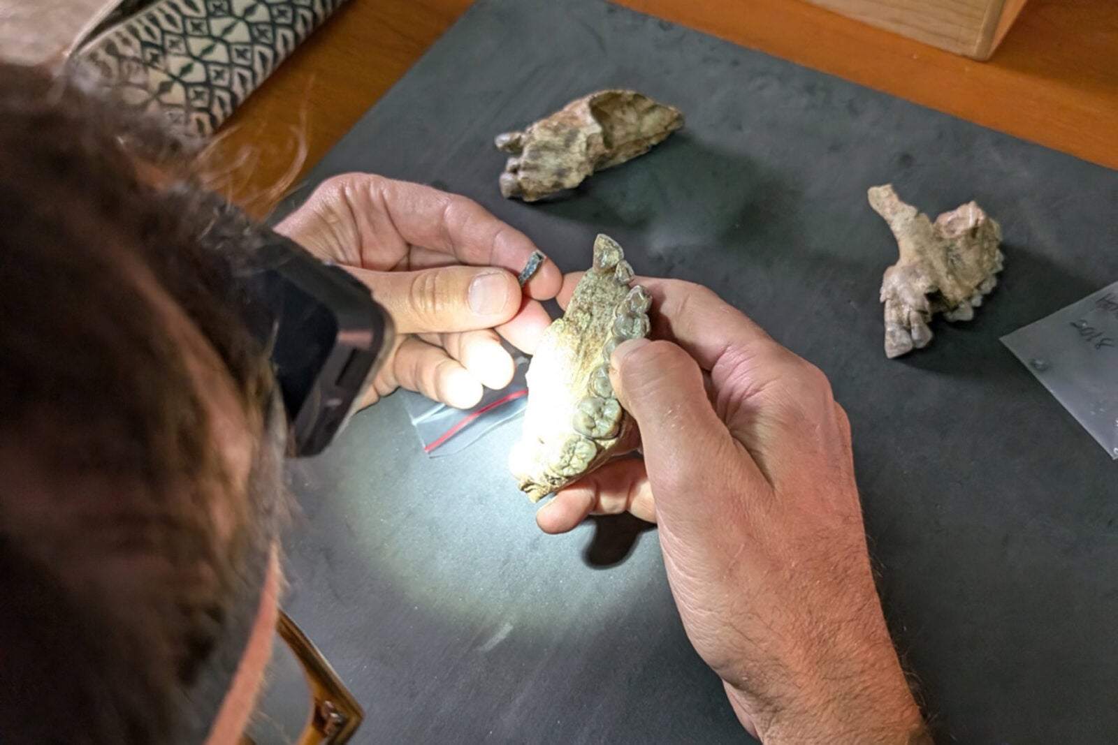 Newly Discovered Fossils Reveal Unknown Humanlike Relative