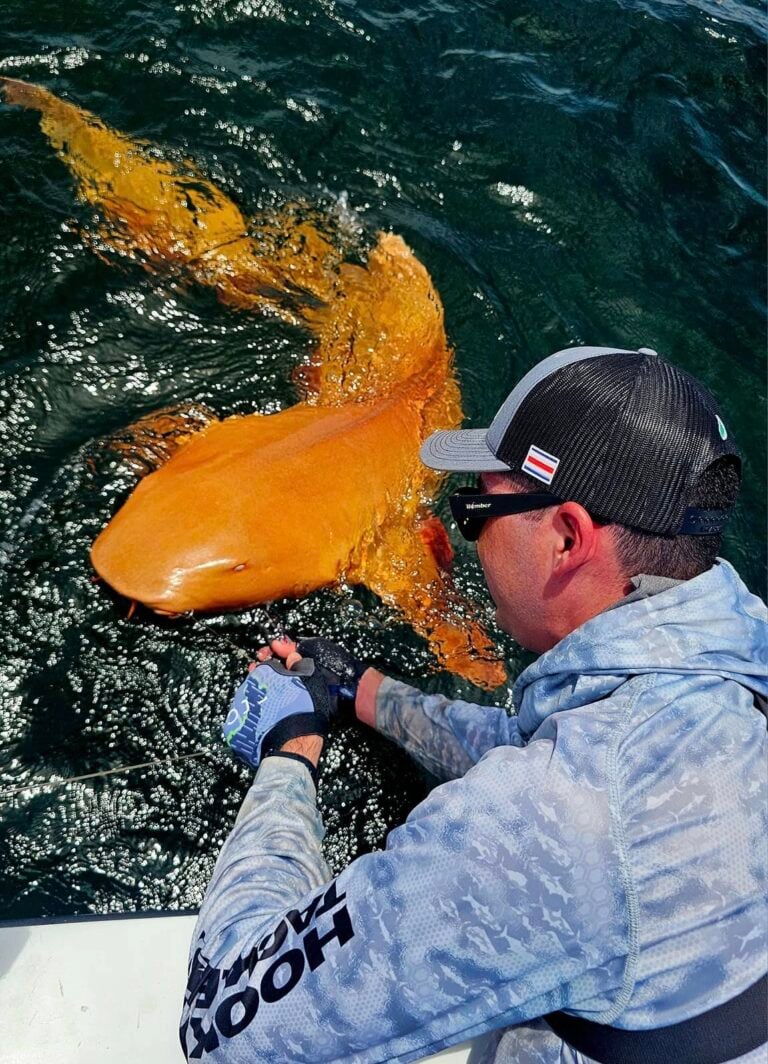 This Orange Shark Is the Result of a Rare Genetic Double Whammy