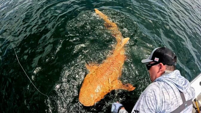This Orange Shark Is the Result of a Rare Genetic Double Whammy