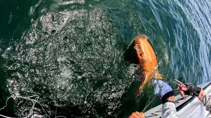 This Orange Shark Is the Result of a Rare Genetic Double Whammy