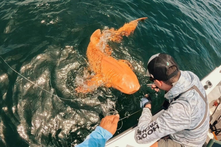This Orange Shark Is the Result of a Rare Genetic Double Whammy
