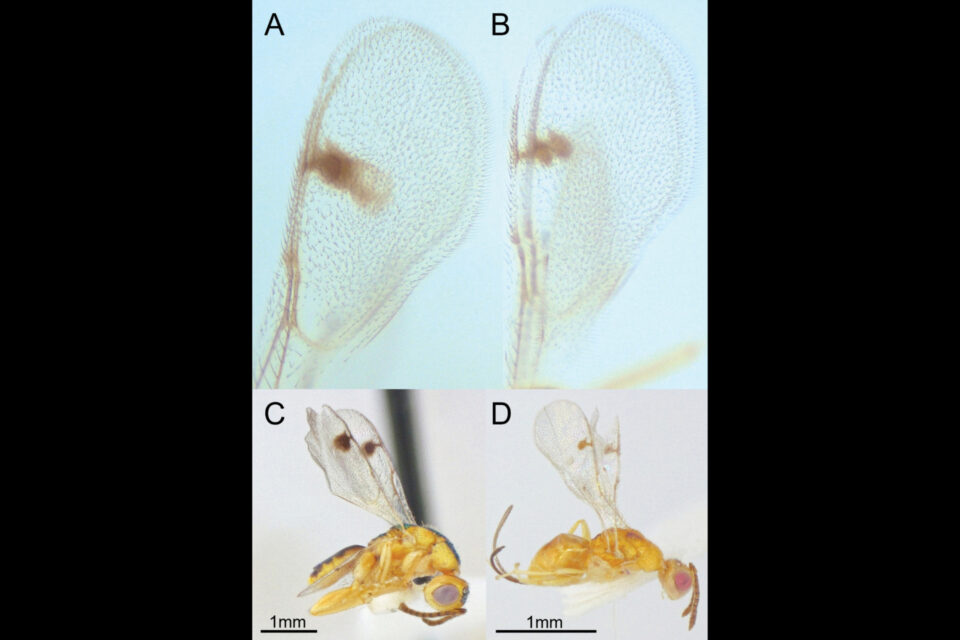 Scientists Discover New Parasitic Wasps Invading the U.S.