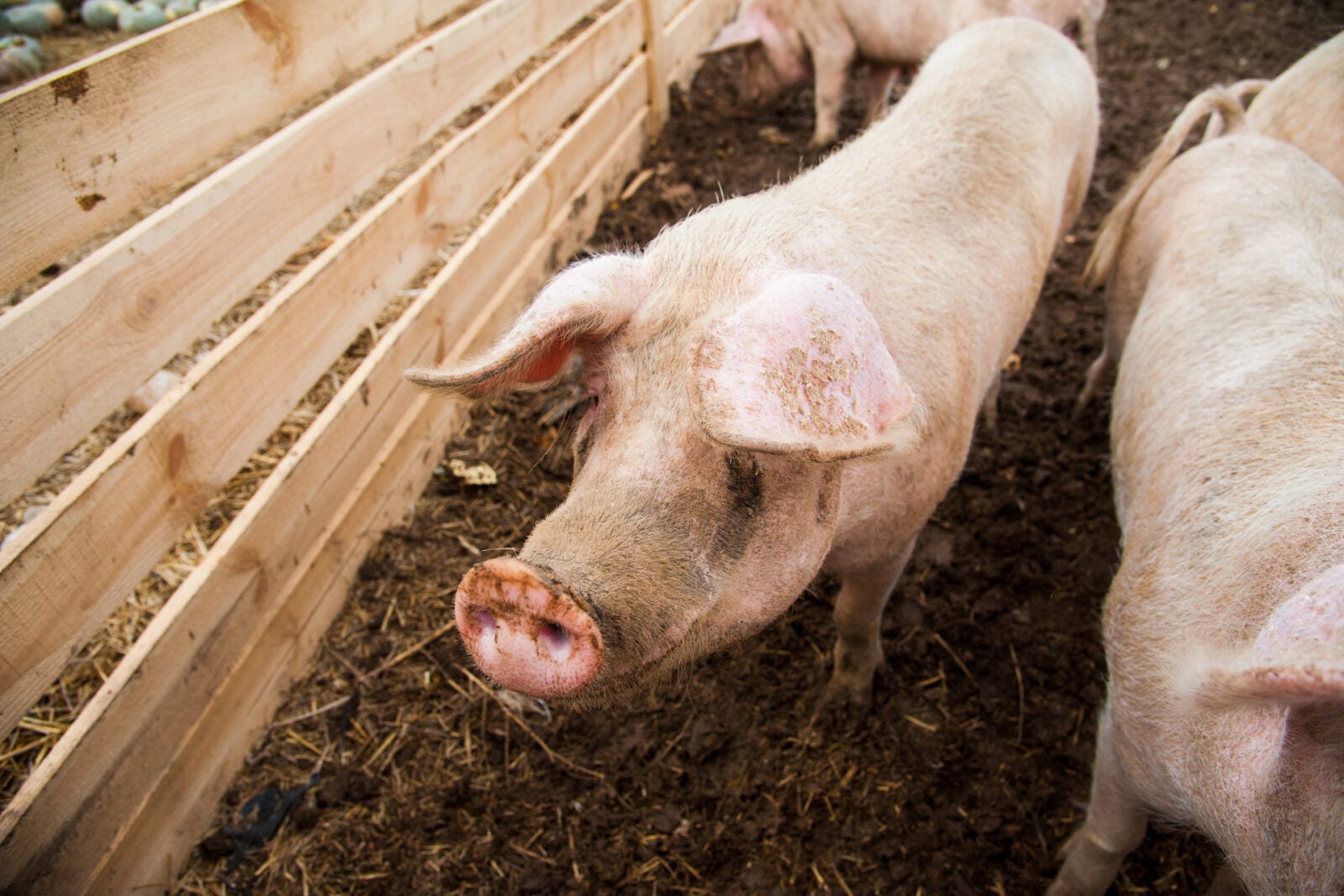 In a First, a Human Breathed Using an Implanted Pig Lung