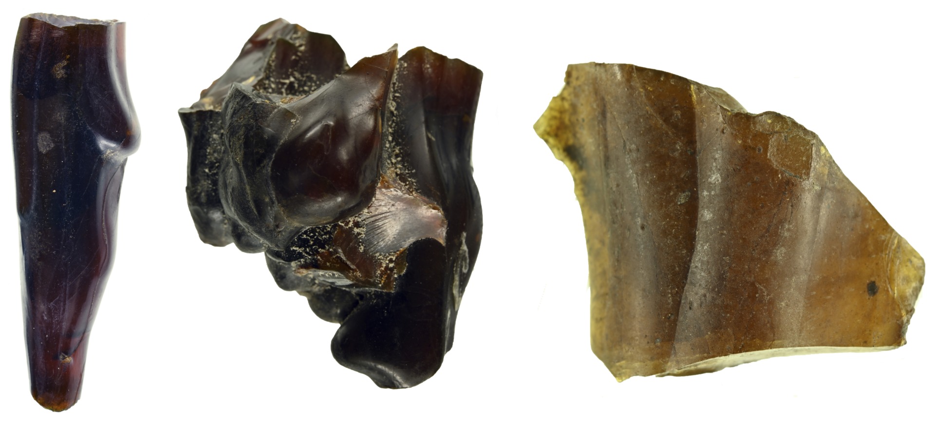 Scientists Just Found South America’s First Amber-Preserved Insects—and ...