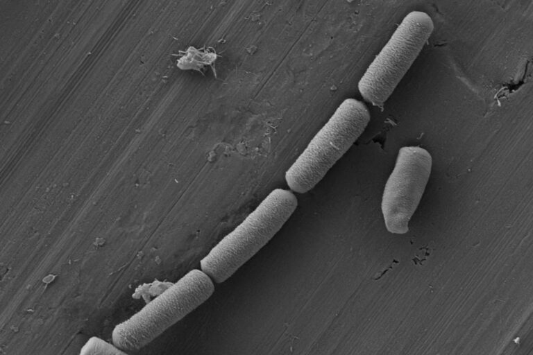 Scientists Infuse Cement With Bacteria to Create Living Energy Device