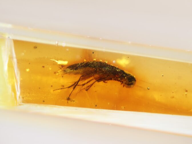 Scientists Just Found South America’s First Amber-Preserved Insects—and ...