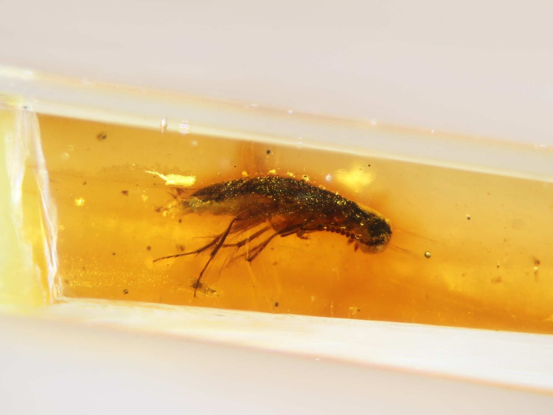 Scientists Just Found South America’s First Amber-Preserved Insects—and ...