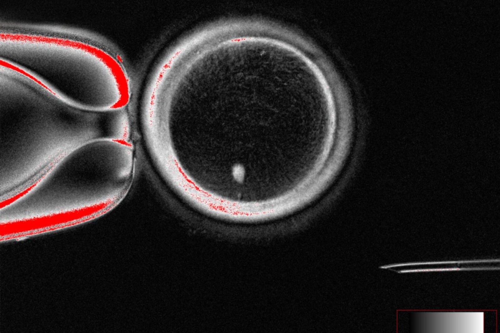 Biologists Turn Skin Cells Into Human Eggs In Groundbreaking Experiment 9765