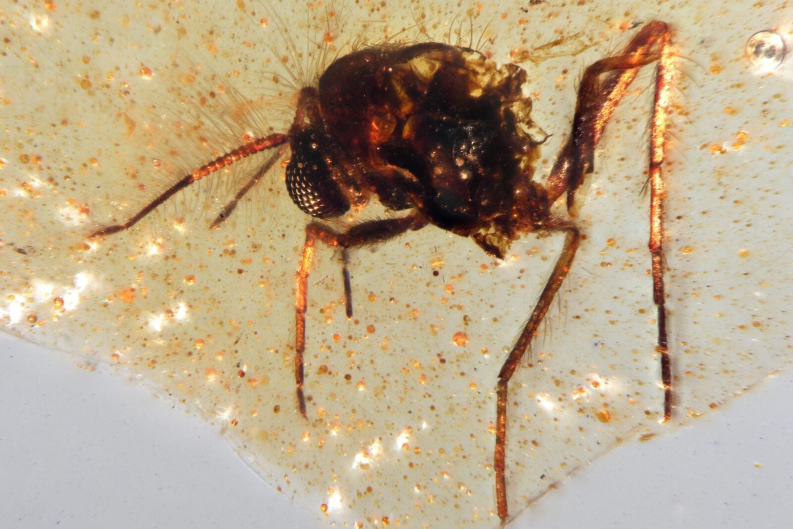 Scientists Just Found South America’s First Amber-Preserved Insects—and ...