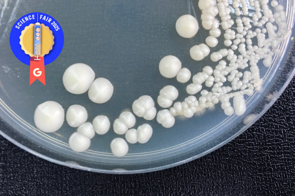 Gizmodo Science Fair: A Vaccine to Treat a Wide Variety of Fungal ...