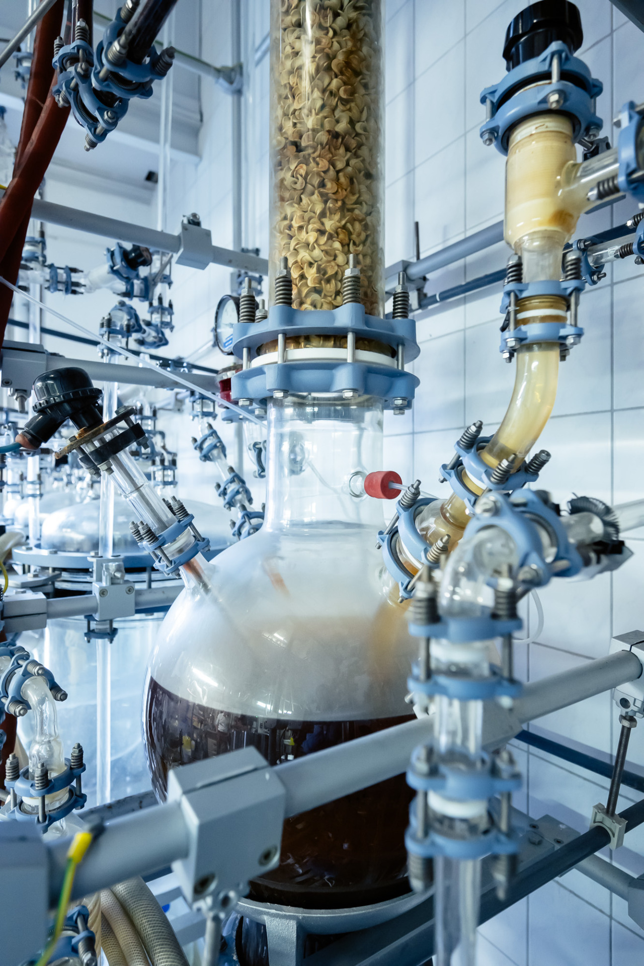 This Black Fungus Turns Plastic Waste Into Edible Ingredients