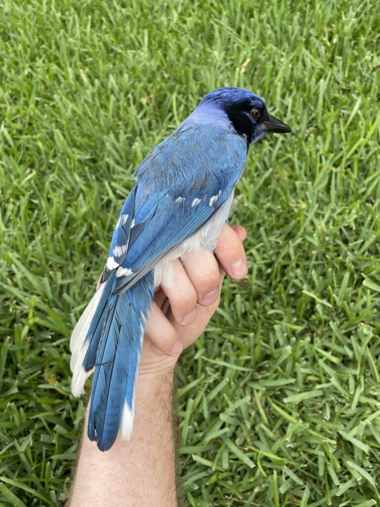 This 'Grue Jay' Hybrid Looks Cool as Hell—but It's a Warning Sign