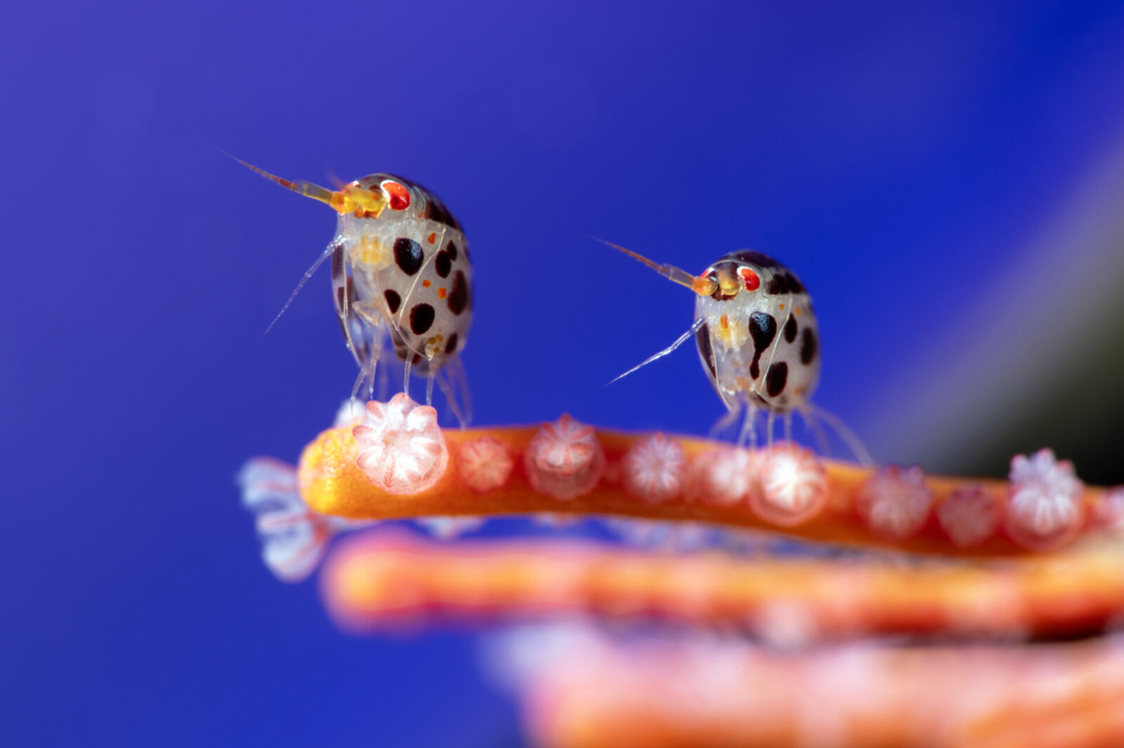 Dive Into the Most Breathtaking Ocean Photos of the Year