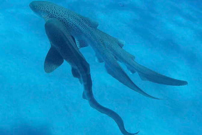 Marine Biologists Just Filmed a Shark Threesome, and It's a Win for Science