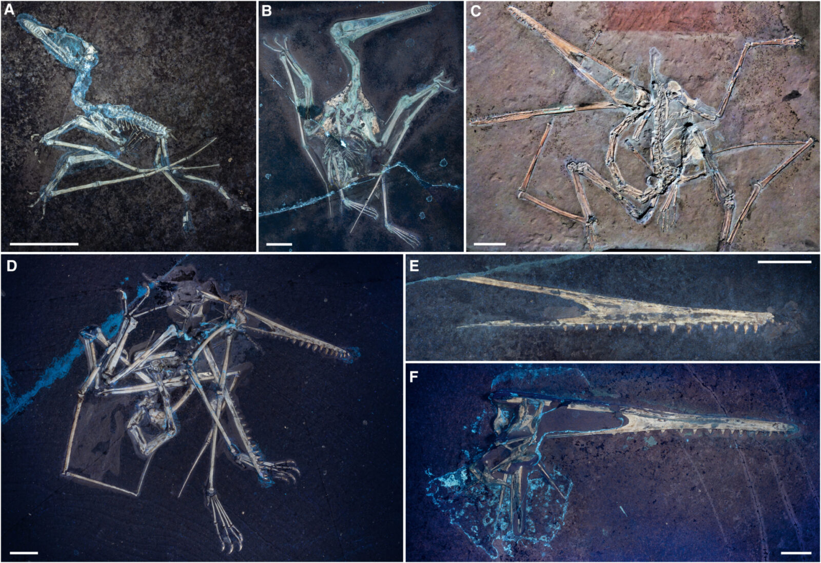 Tropical Storms Routinely Shredded Baby Pterosaurs, Fossil Evidence ...
