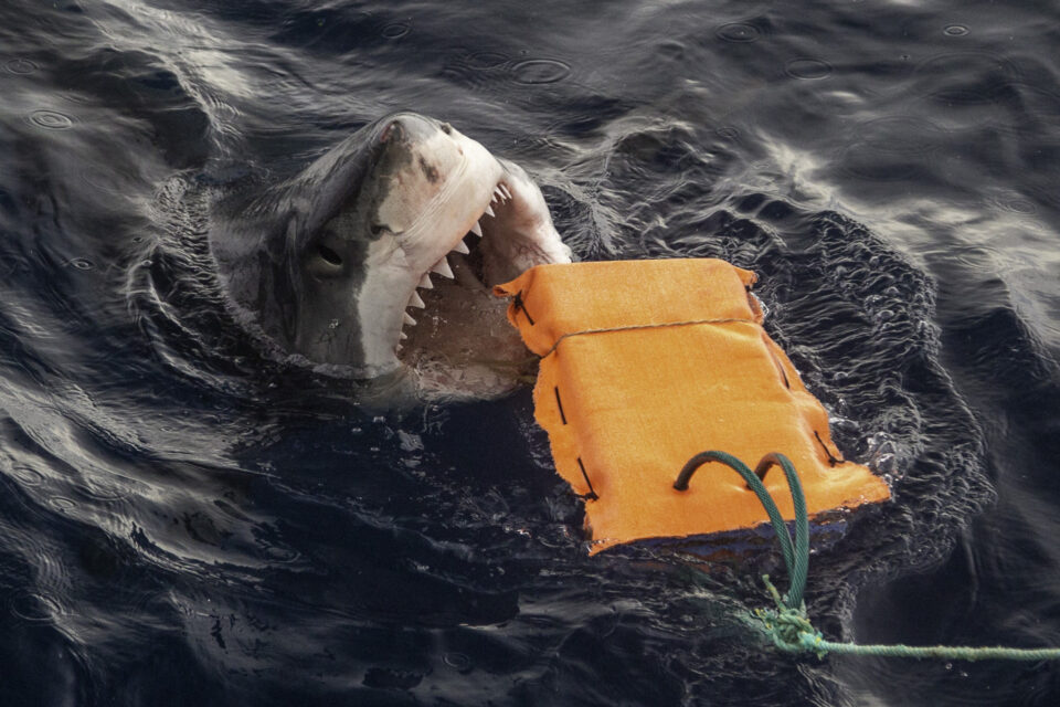 This Orange Shark Is the Result of a Rare Genetic Double Whammy