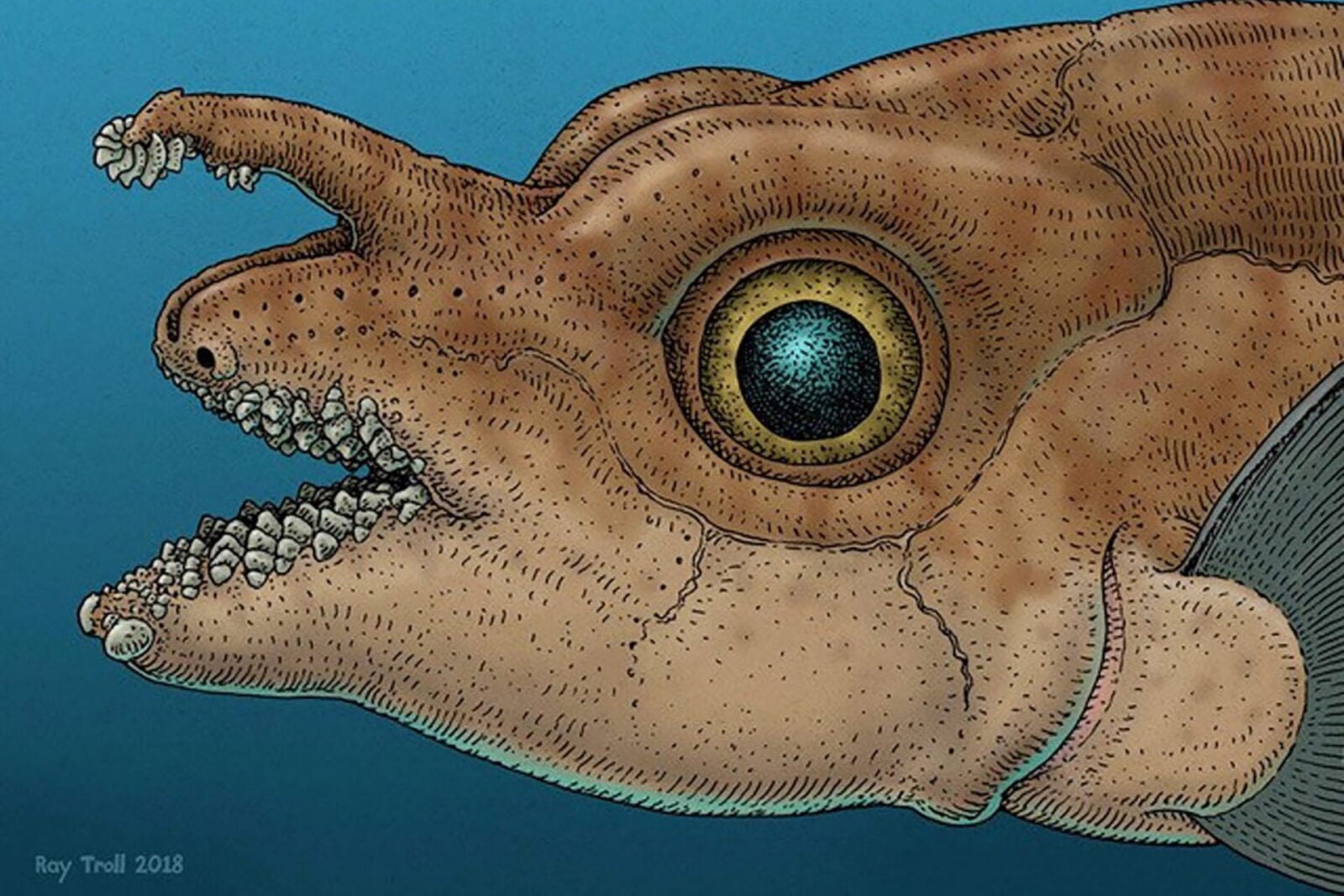 This Bizarre Fish Has 8 Rows of Forehead Teeth It Uses During Sex