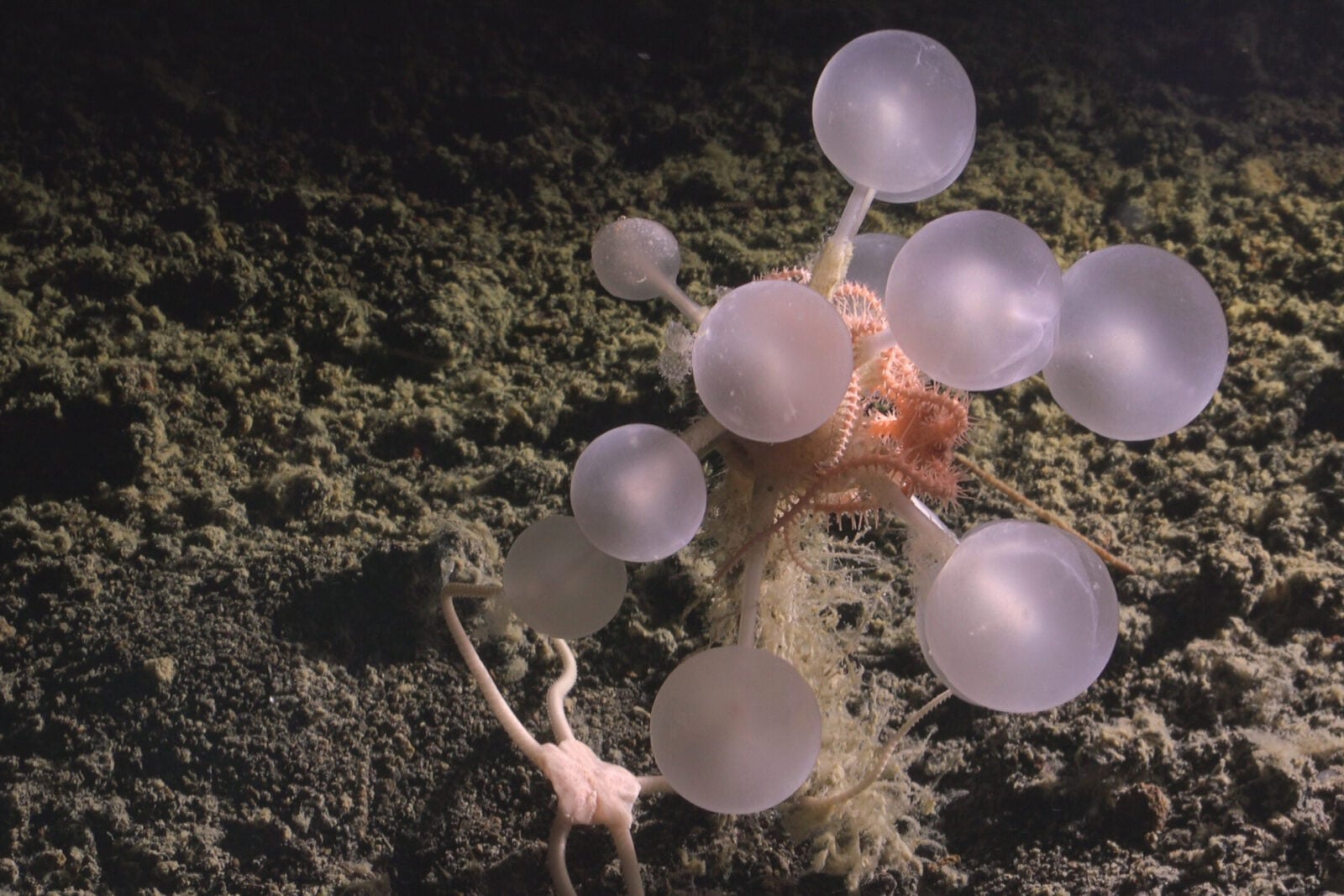 Ten Horrifying Deep Sea Creatures, Ranked